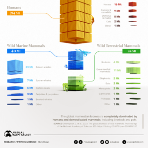 Visualizing the Biomass of All the World’s Mammals – Visual Capitalist ...