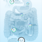 Visualized: What Lives in Your Gut Microbiome? – Visual Capitalist ...
