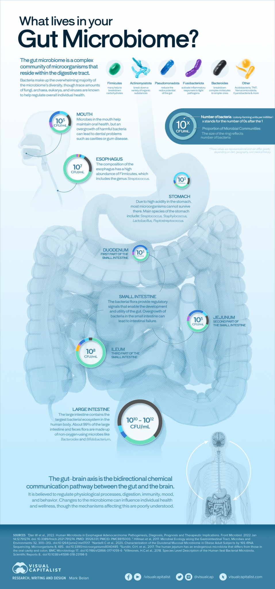 Visualized: What Lives in Your Gut Microbiome? – Visual Capitalist ...