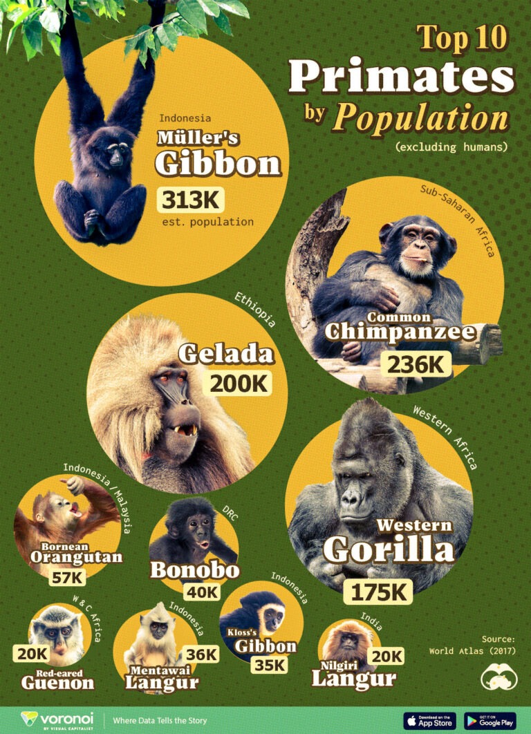 What Are the 10 Most Common Primates in the World? – Visual Capitalist ...
