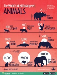 Ranked: The Most Endangered Animals in the World – Visual Capitalist ...