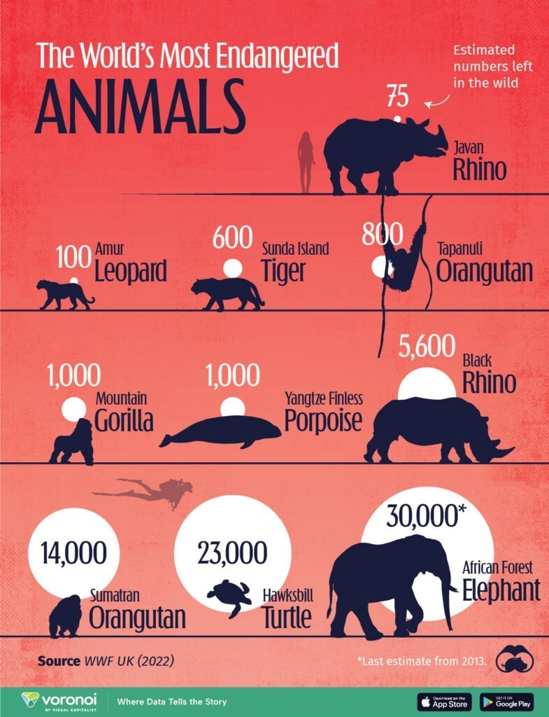 Ranked: The Most Endangered Animals in the World – Visual Capitalist ...