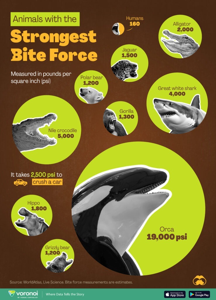 Visualizing Animals With the Strongest Bite Force – Visual Capitalist Licensing